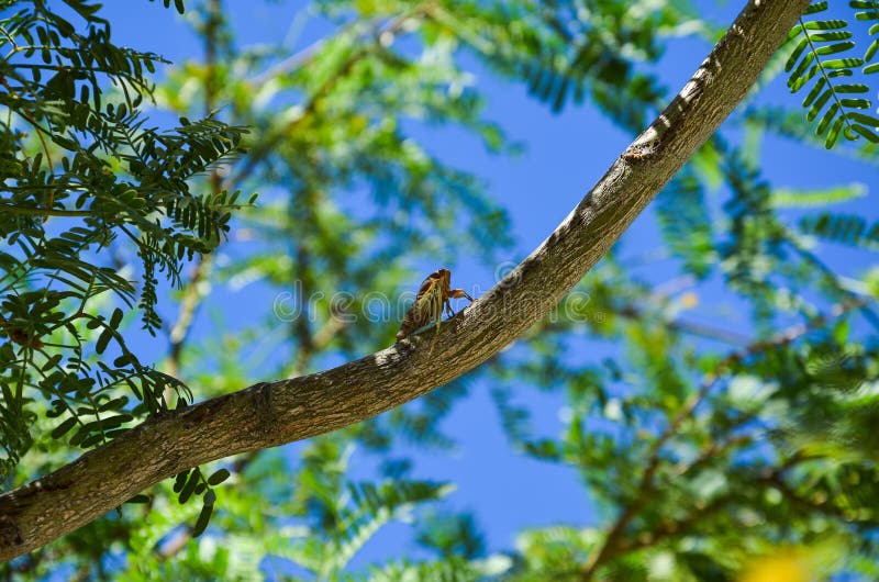 Tree, Fauna, Ecosystem, Branch Picture. Image: 95624446