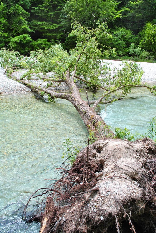 Tree fell stock image. Image of season, fell, branches - 14439289
