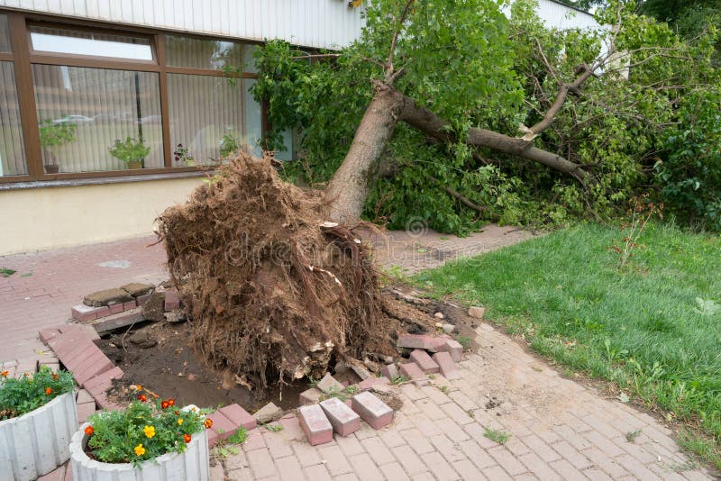 Tree Fell on the Building. Storm in City Stock Photo - Image of weather ...
