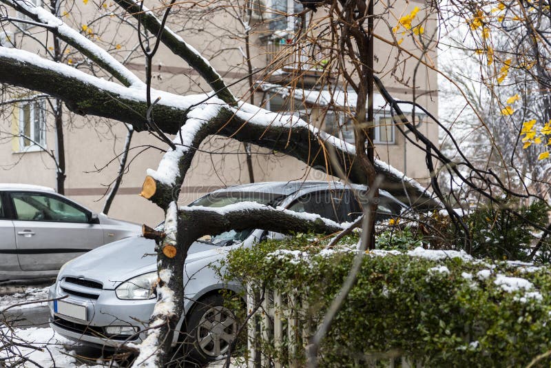 Tree Fell on the Car and Crushed it Due To Heavy Snow Storm Stock Image ...