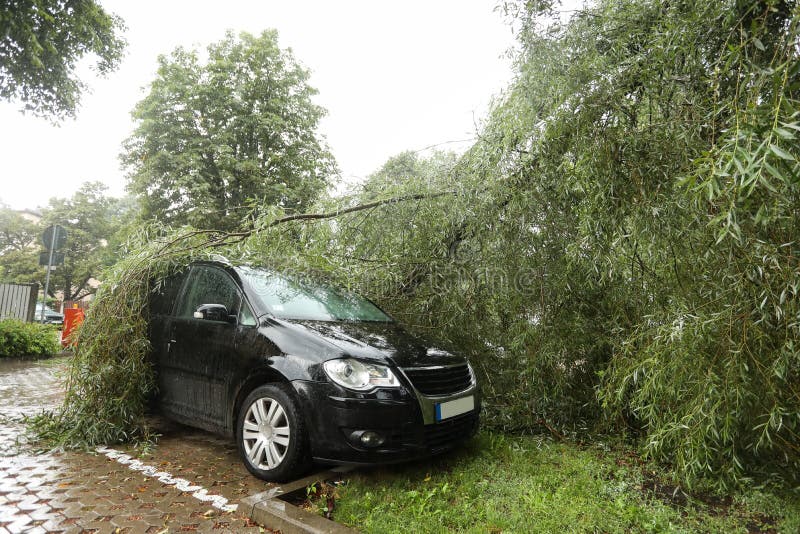 A Tree Fell on the Car Due To Strong Wind. Broken Vehicle after the ...