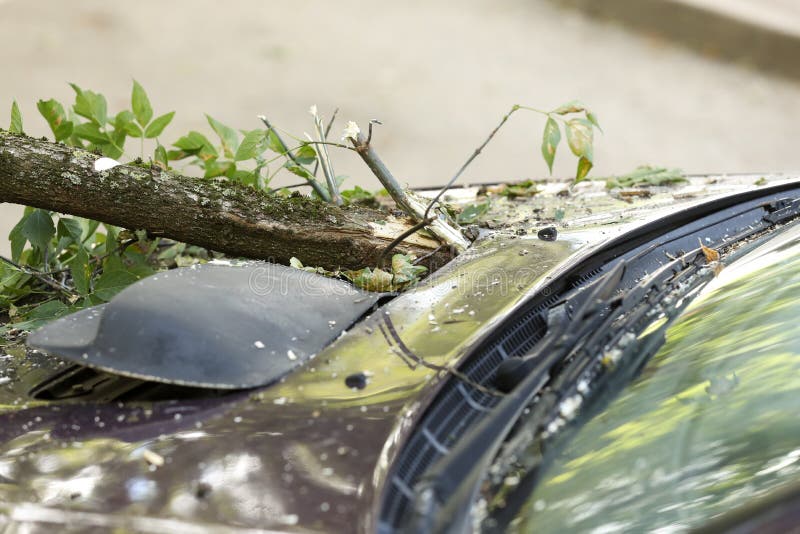 A Tree Fell on the Car Due To Strong Wind. Broken Vehicle after the ...