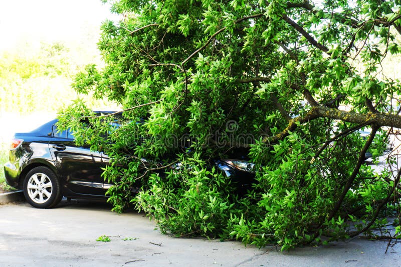 A Tree that Fell on a Car during a Hurricane. Stock Image - Image of ...