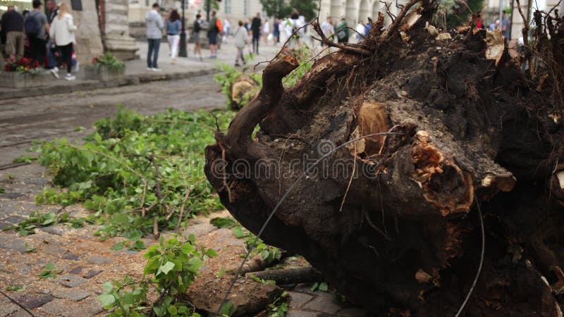 The Tree Fell and Destroyed during a Hurricane, Storm. Super Cyclone ...