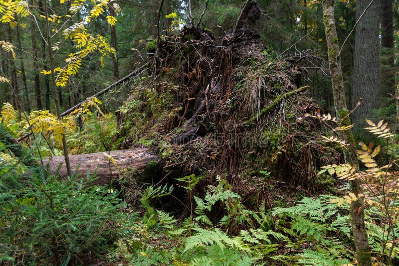 A Tree that Fell in the Forest from Old Age or Wind. a Huge Trunk Lies ...