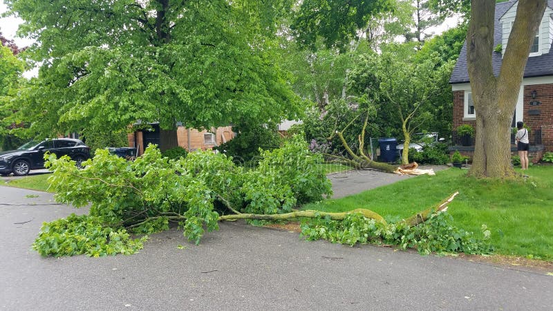 Tree that Fell after a Hurricane Editorial Stock Photo - Image of ...