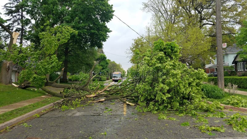 Tree that Fell after a Hurricane Stock Photo - Image of rain, home ...