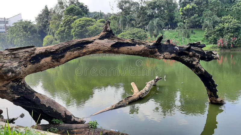 Tree that Fell into the Lake Stock Photo - Image of park, fell: 221059852
