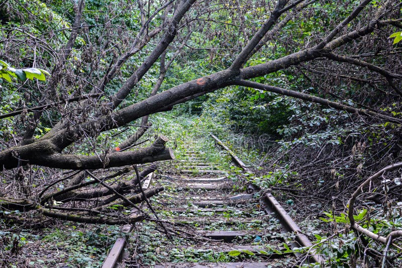 A Tree Fell on a Railroad Track Stock Image - Image of rural, nature ...