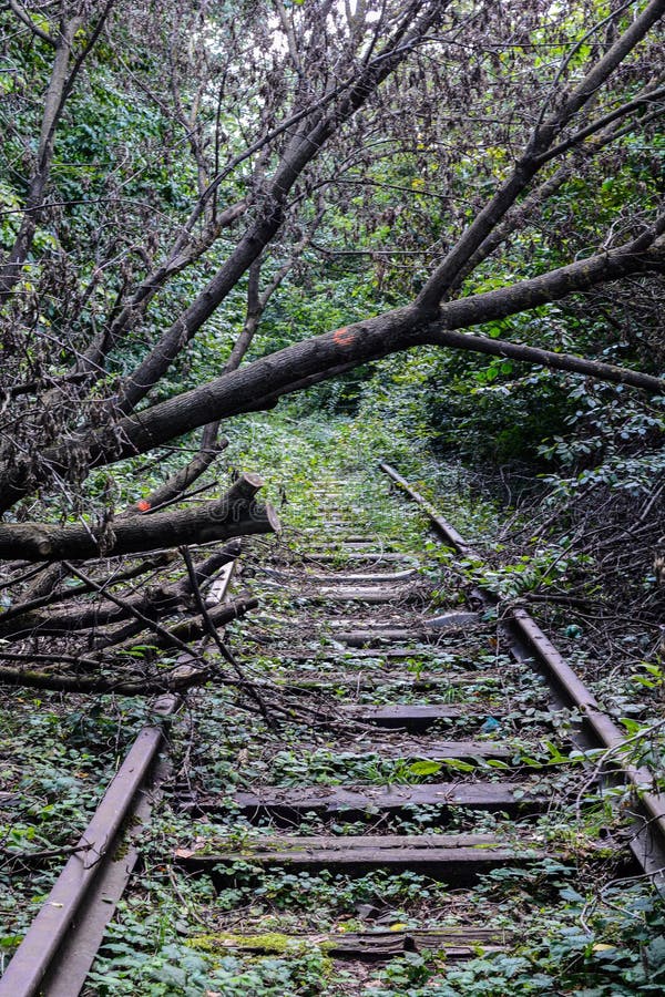 A Tree Fell on a Railroad Track Stock Image - Image of journey, road ...