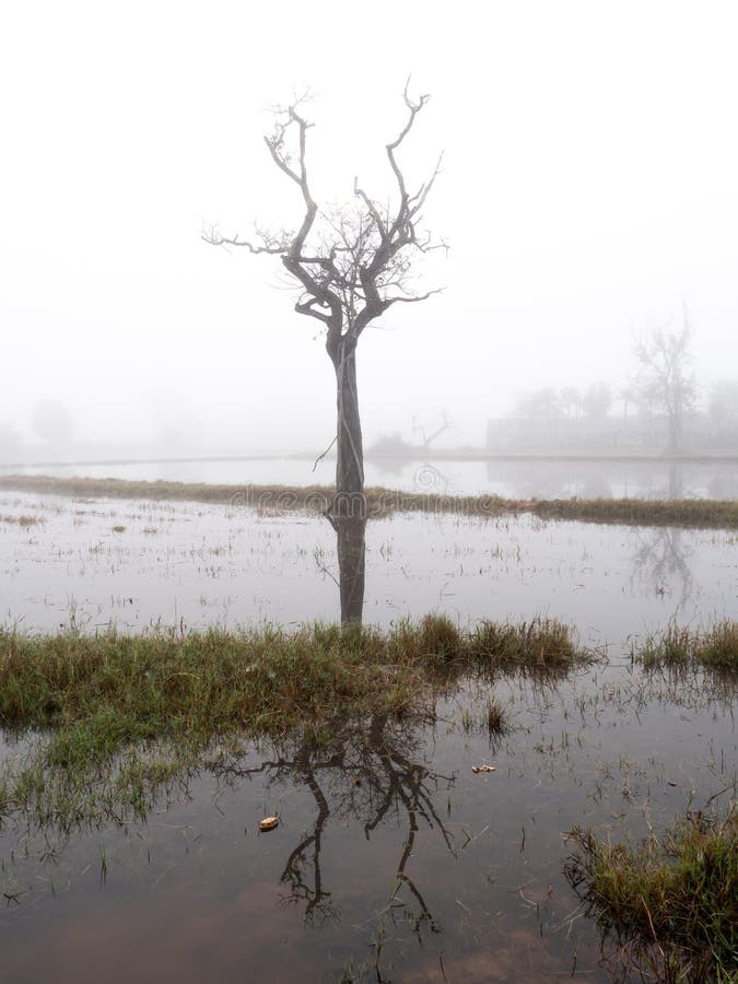 Tree that Fell on the Rice Field with Water Stock Photo - Image of ...