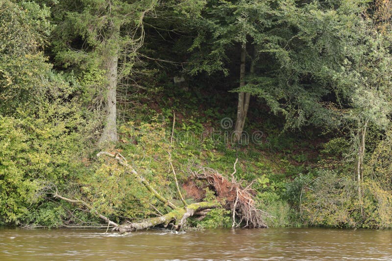 Tree fell into the river stock image. Image of closeup - 126884183