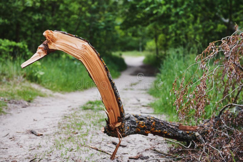 The Tree Fell on the Road in the Forest. Stock Image - Image of ...