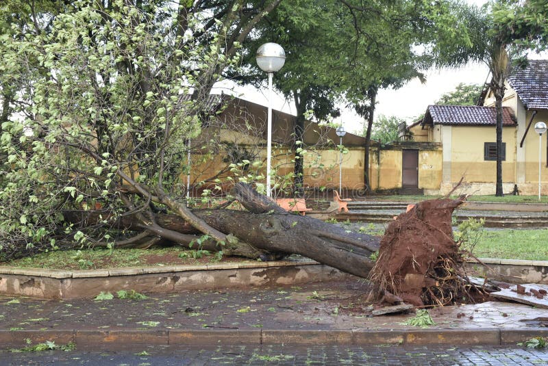 Tree that Fell after a Storm in the Urban Area. Old Tree Trunk Fallen ...
