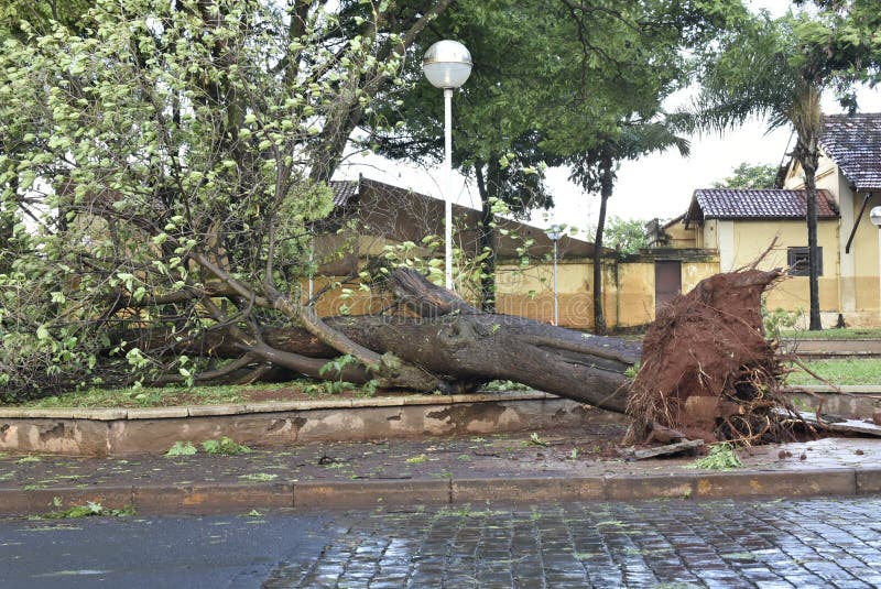Tree that Fell after a Storm in the Urban Area. Old Tree Trunk Fallen ...