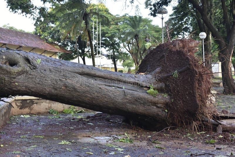 Tree that Fell after a Storm in the Urban Area. Old Tree Trunk Fallen ...