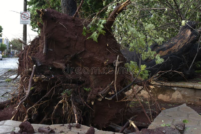 Tree that Fell after a Storm in the Urban Area. Old Tree Trunk Fallen ...