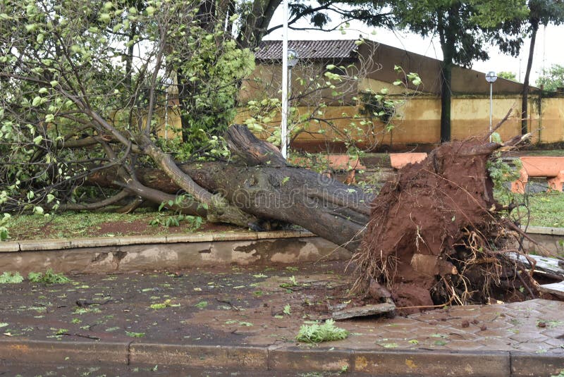 Tree that Fell after a Storm in the Urban Area. Old Tree Trunk Fallen ...