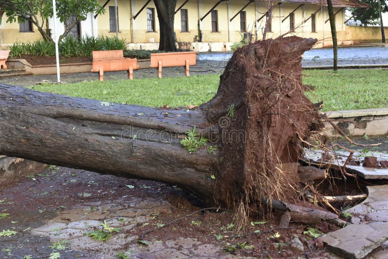 Tree that Fell after a Storm in the Urban Area. Old Tree Trunk Fallen ...
