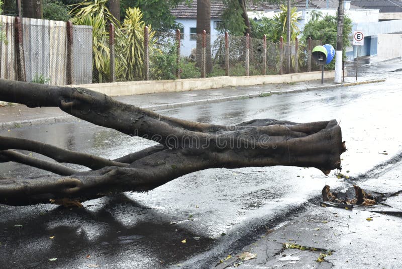 Tree that Fell after a Storm in the Urban Area. Old Tree Trunk Fallen ...