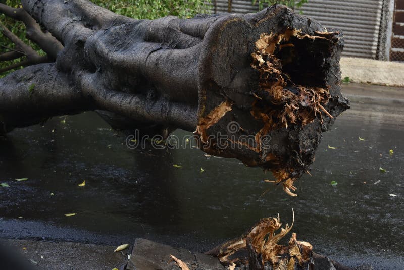 Tree that Fell after a Storm in the Urban Area. Old Tree Trunk Fallen ...