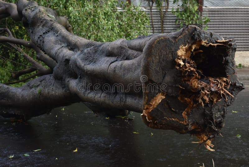 Tree that Fell after a Storm in the Urban Area. Old Tree Trunk Fallen ...
