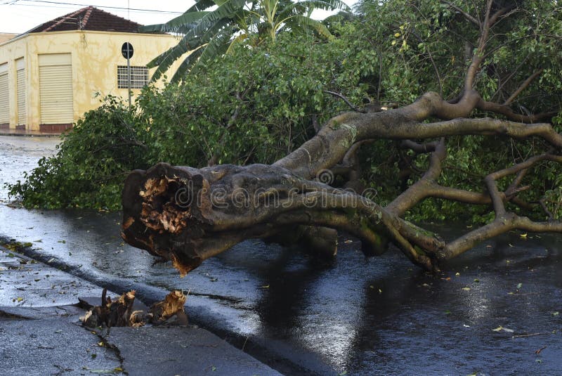 Tree that Fell after a Storm in the Urban Area. Old Tree Trunk Fallen ...