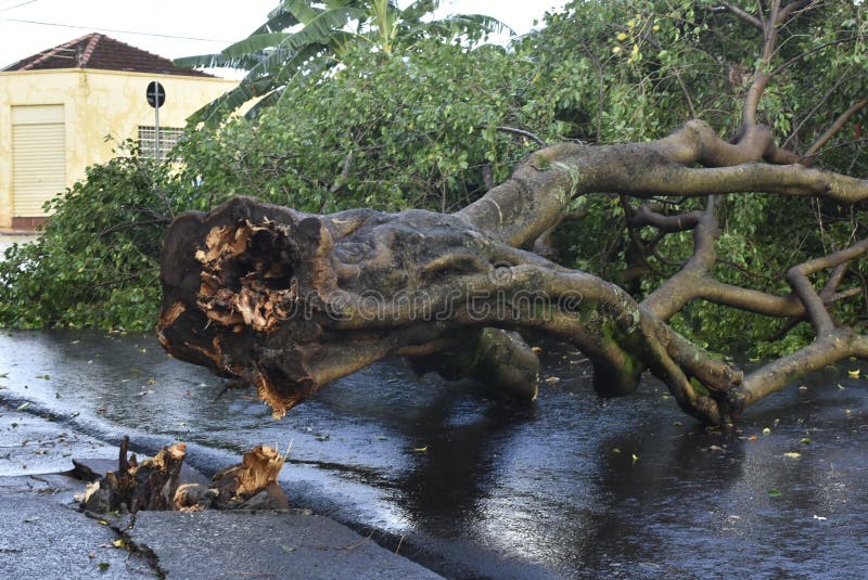 Tree that Fell after a Storm in the Urban Area. Old Tree Trunk Fallen ...