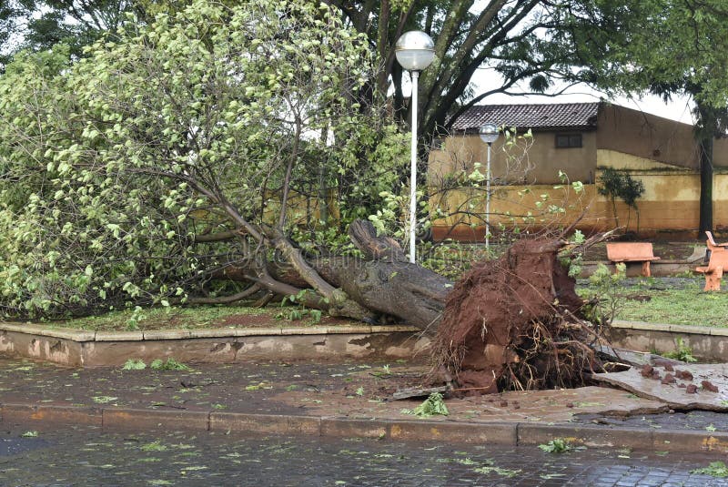 Tree that Fell after a Storm in the Urban Area. Old Tree Trunk Fallen ...