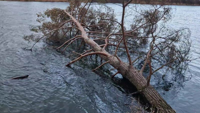 The Tree Fell into the Water and Lies on the Surface. Scots Pine Whose ...