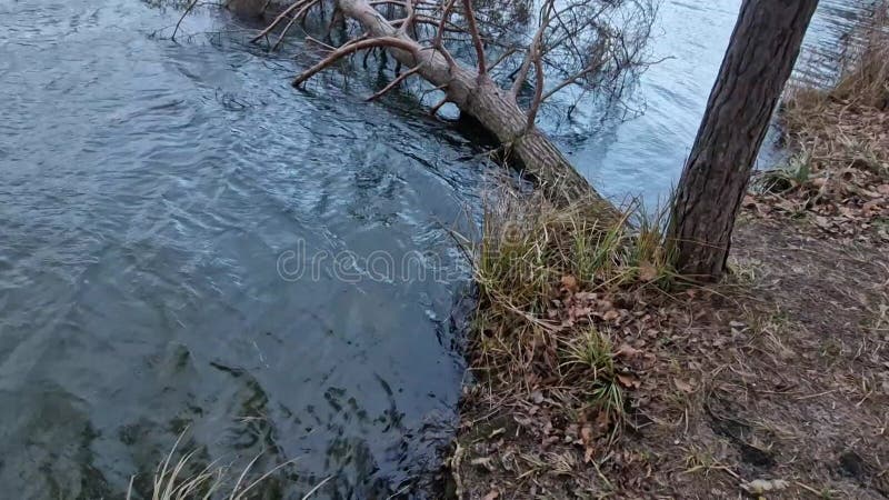 The Tree Fell into the Water and Lies on the Surface. Scots Pine Whose ...