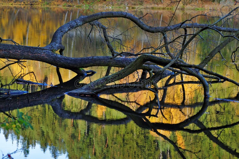 Tree Fell into the Water Pond Stock Photo - Image of landscape, forest ...