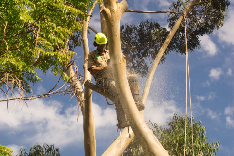 Tree Removal Jobs stock image. Image of large, cutting - 24674351
