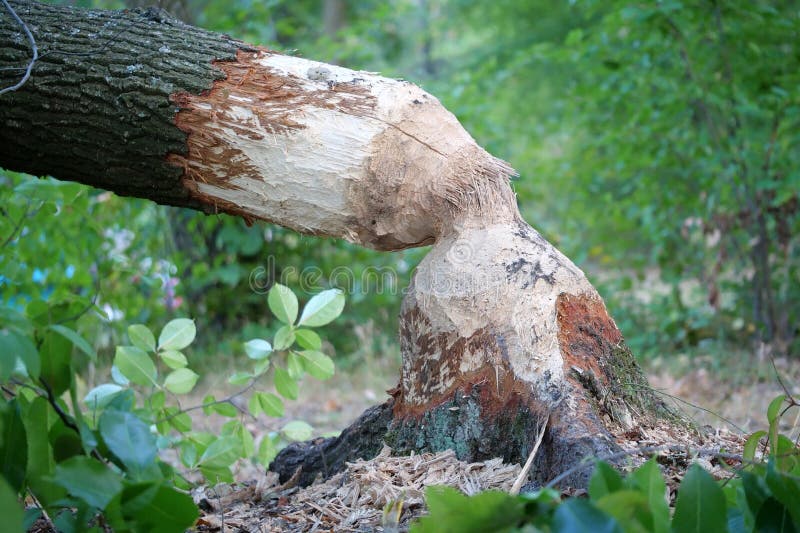 Tree Felled by Beaver. Tree Trunk with Bite Marks of Beavers. Damaged ...