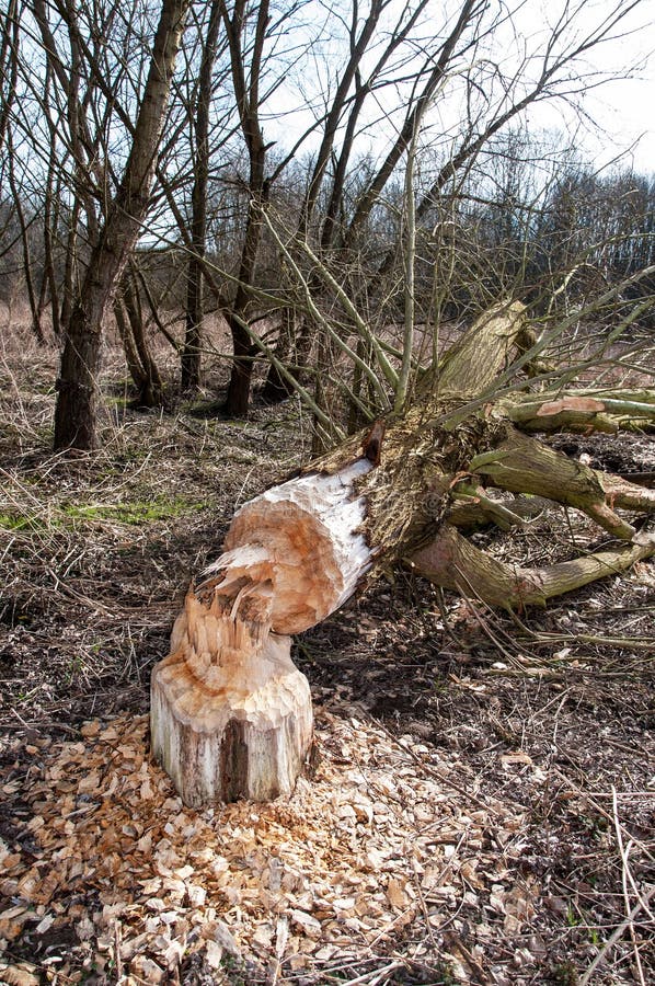 Tree Felled by Beaver in Forest Stock Image - Image of forest, tree ...