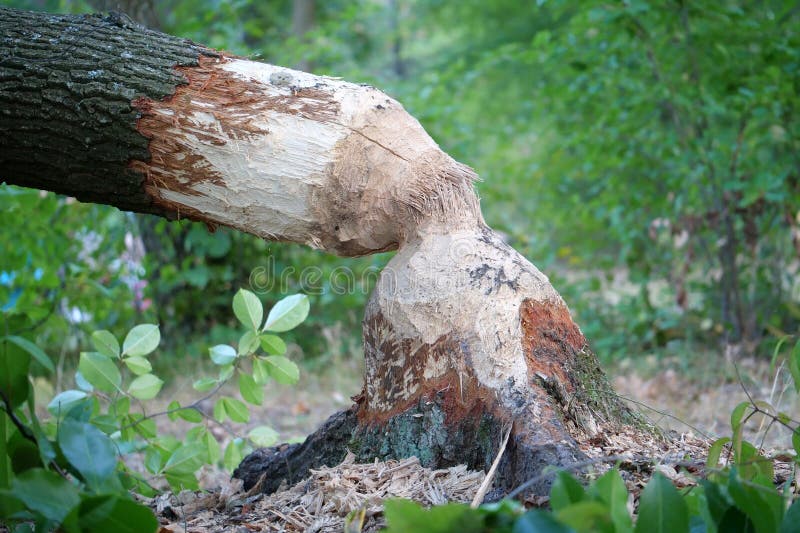 Tree Felled by Beaver. Tree Trunk with Bite Marks of Beavers. Damaged ... Tree Felled by Beaver. Tree Trunk with Bite Marks of Beavers. Damaged ...