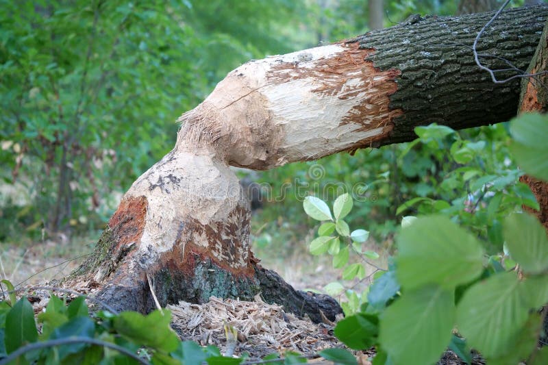 Tree Felled by Beaver. Tree Trunk with Bite Marks of Beavers Stock ... Tree Felled by Beaver. Tree Trunk with Bite Marks of Beavers Stock ...
