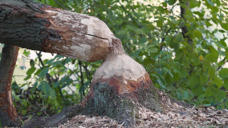 Beaver Bite Marks on a Trunk of Tree by Pond. Damaged Wood by a Bobber ... Beaver Bite Marks on a Trunk of Tree by Pond. Damaged Wood by a Bobber ...
