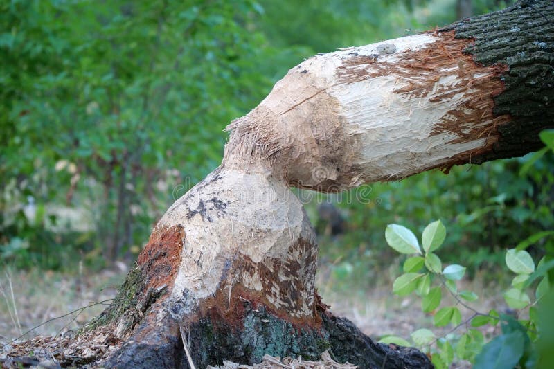 Tree Felled by Beaver. Tree Trunk with Bite Marks of Beavers. Damaged ...