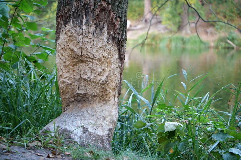 Tree Felled by Beaver. Tree Trunk with Bite Marks of Beaver Stock Photo ...