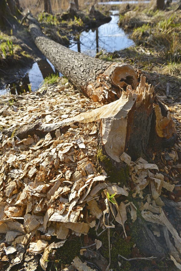 The Tree Felled by Beavers in the Forest Stock Photo - Image of damage ...