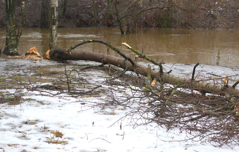 Tree Felled by Beavers on the Riverbank Stock Image - Image of beaver ...