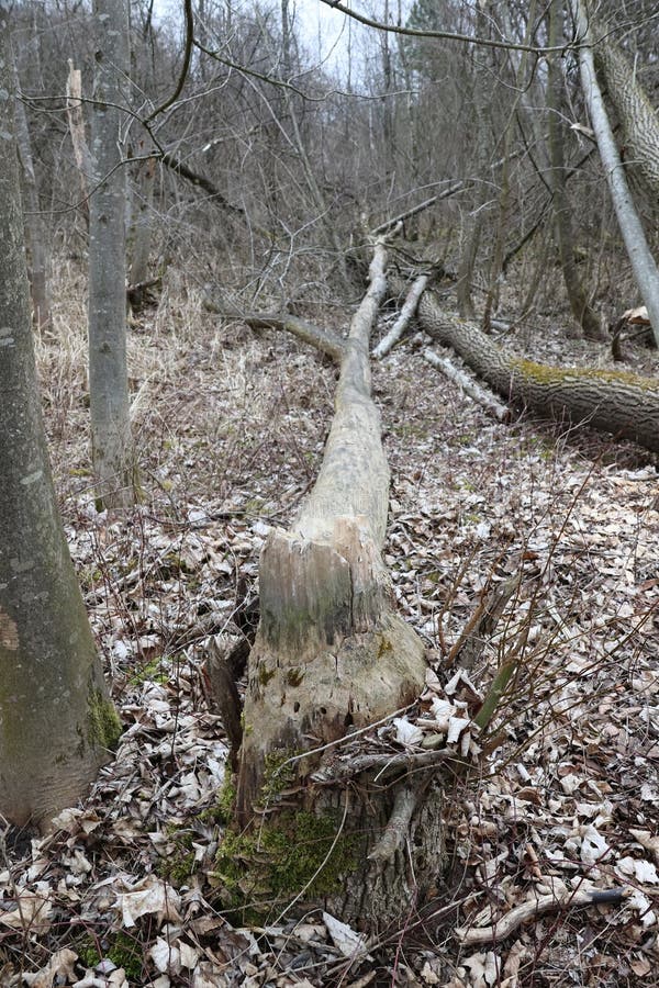 Tree Felled by Beavers Showing Its Bite Marks Stock Image - Image of ...