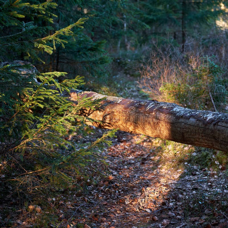 Tree felled in the forest stock image. Image of grass - 145138829