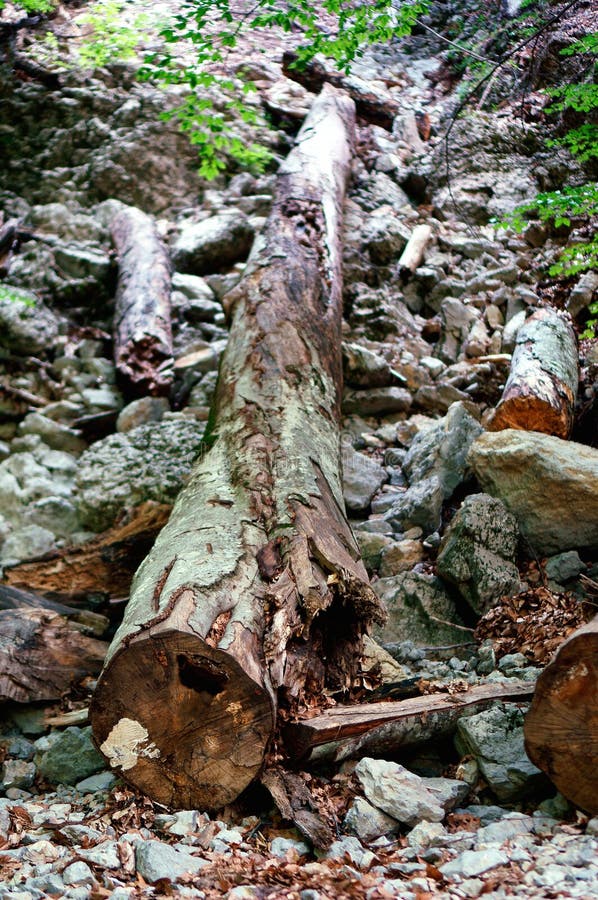 The Tree Felled by a Storm and Water Stock Photo - Image of travel ...