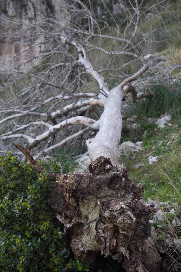 Tree felled by the wind stock photo. Image of broken - 244891300