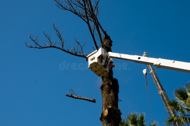229 Tree Worker Bucket Lift Stock Photos - Free & Royalty-Free Stock ...