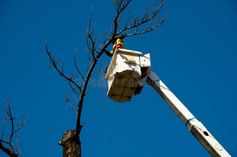 Tree Felling: Lumberjack Man With Chainsaw Stock Photo - Image of ...