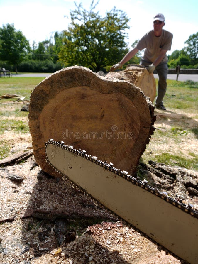 Tree Felling: Chainsaw and Man Moving Log Stock Photo - Image of feller ...