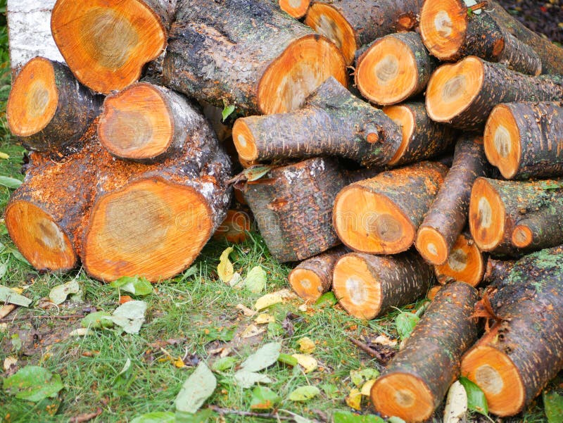 Tree Felling Concept. Deforestation Stock Photo - Image of bark ...